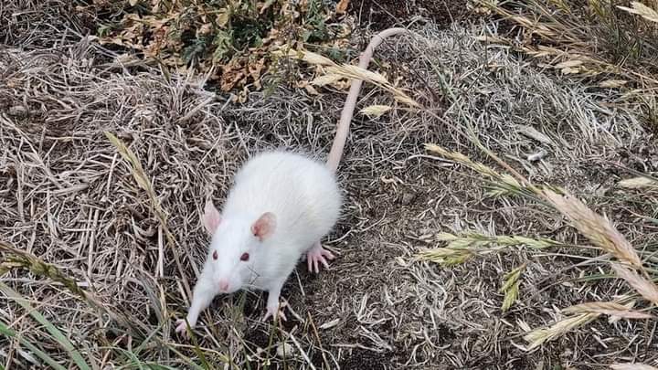 Rata blanca asombra a un poblador mientras caminaba